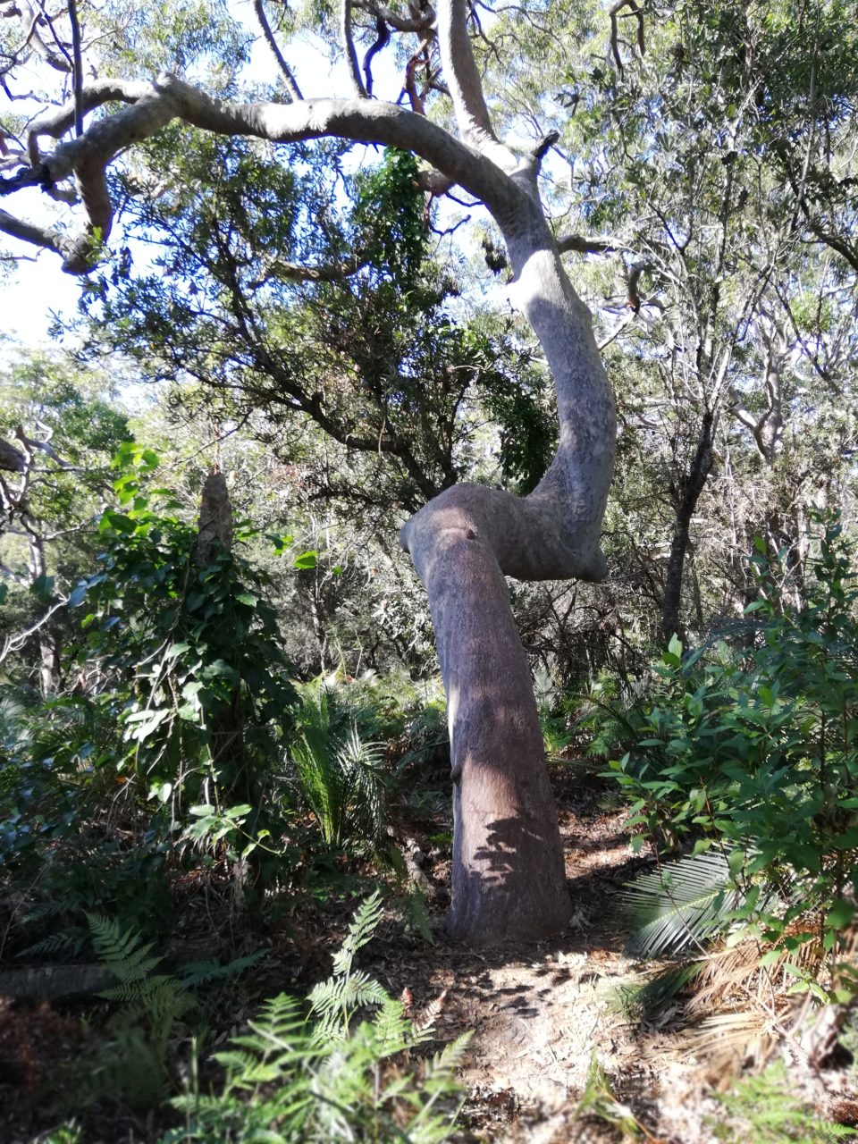 Walking in the Angophora forest. – Jane's Mudgee Garden